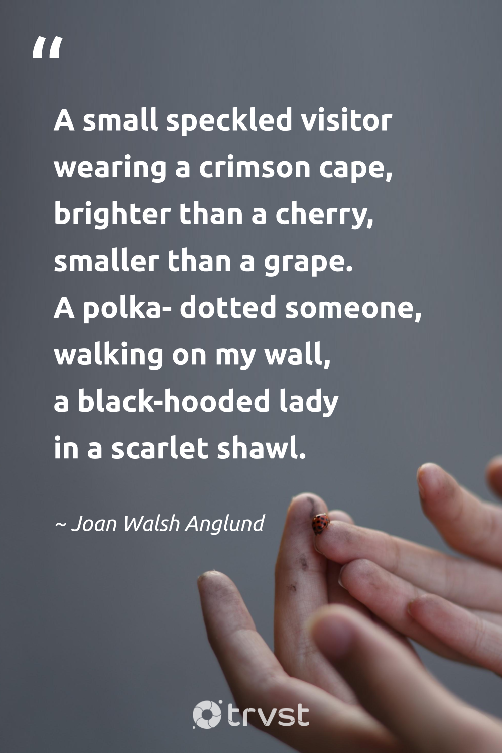 25 Ladybug Quotes Admiring the Tiny Miraculous Beetles (2025)