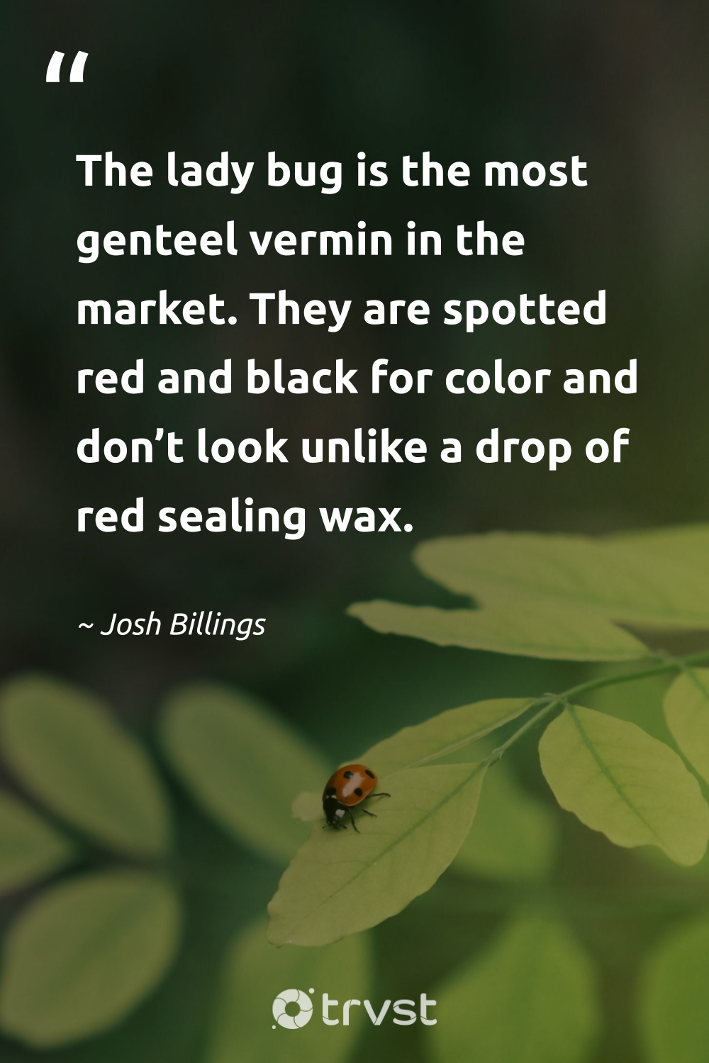 25 Ladybug Quotes Admiring the Tiny Miraculous Beetles (2025)