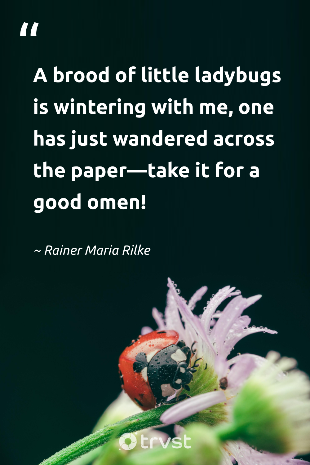 25 Ladybug Quotes Admiring the Tiny Miraculous Beetles (2025)