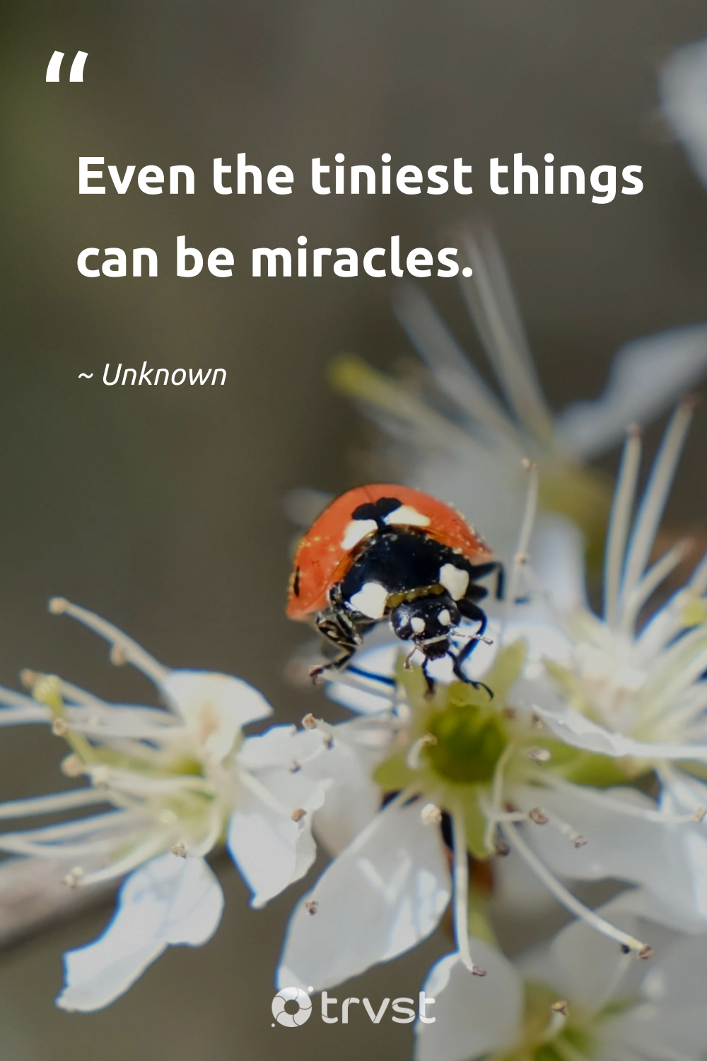25 Ladybug Quotes Admiring the Tiny Miraculous Beetles (2025)
