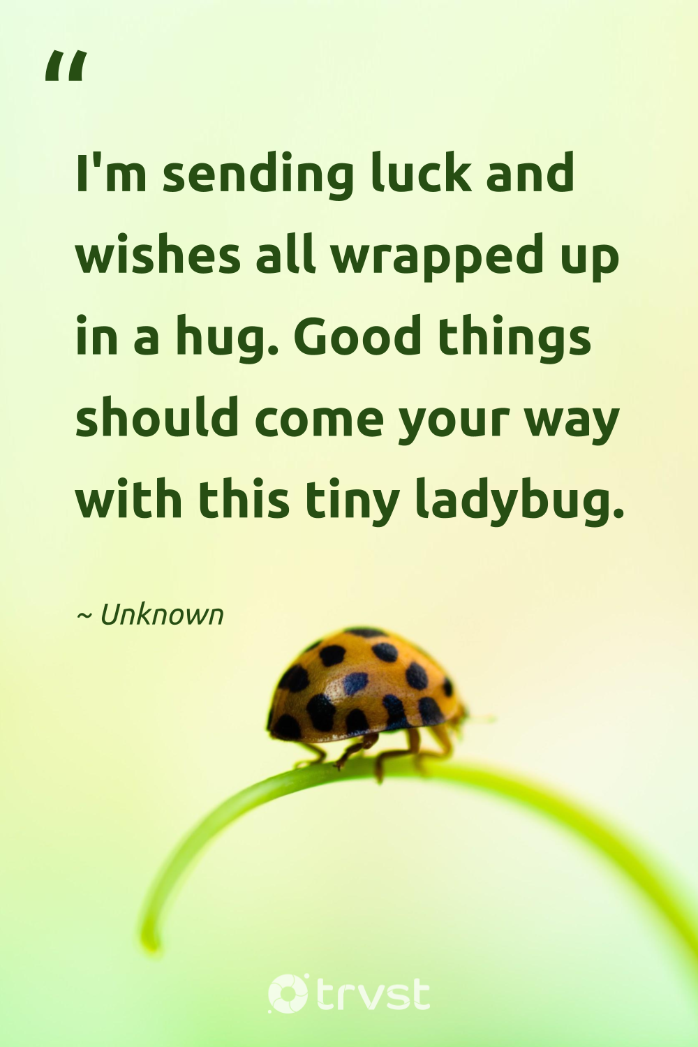 25 Ladybug Quotes Admiring the Tiny Miraculous Beetles (2025)