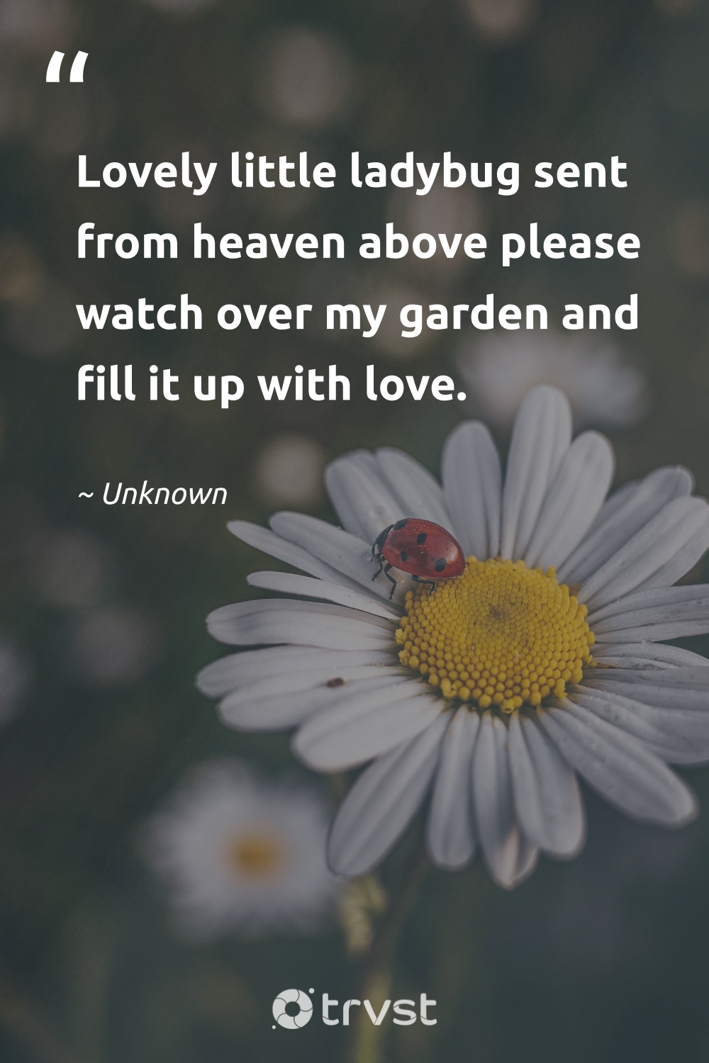 25 Ladybug Quotes Admiring the Tiny Miraculous Beetles (2025)