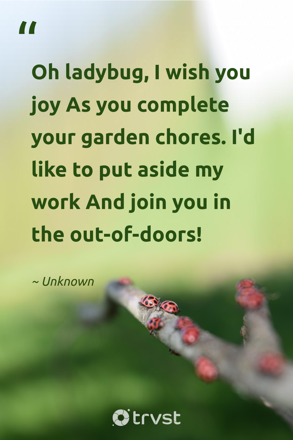 25 Ladybug Quotes Admiring the Tiny Miraculous Beetles (2024)