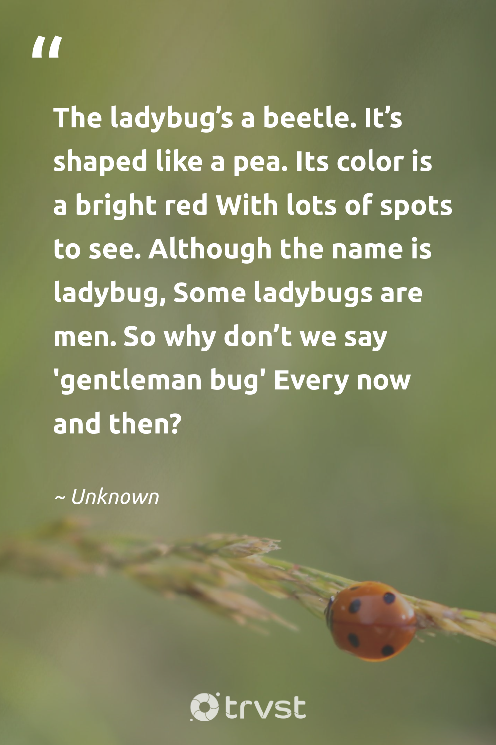25 Ladybug Quotes Admiring the Tiny Miraculous Beetles (2024)