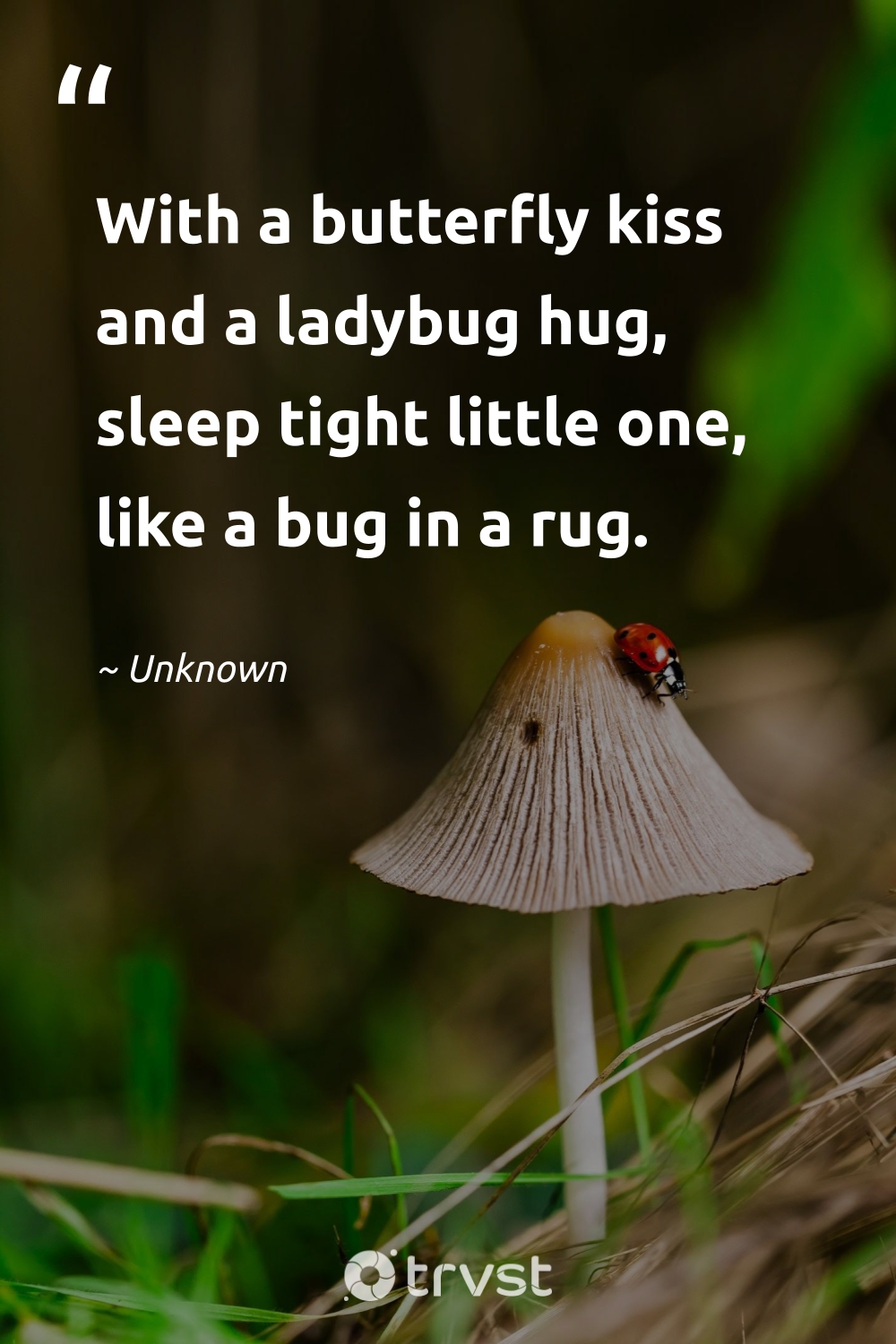 25 Ladybug Quotes Admiring the Tiny Miraculous Beetles (2025)