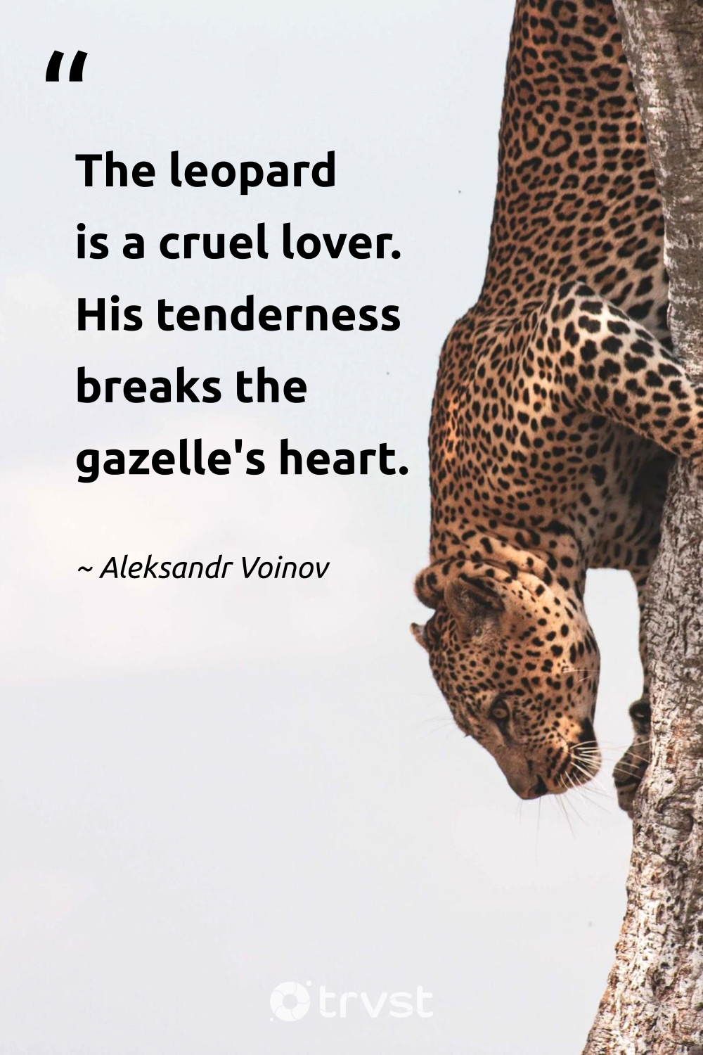 43 Leopard Quotes & Inspirational Leopard Sayings (2025)