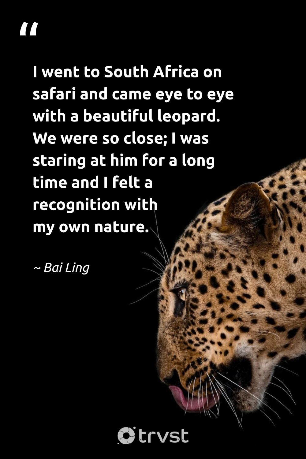 43 Leopard Quotes & Inspirational Leopard Sayings (2025)