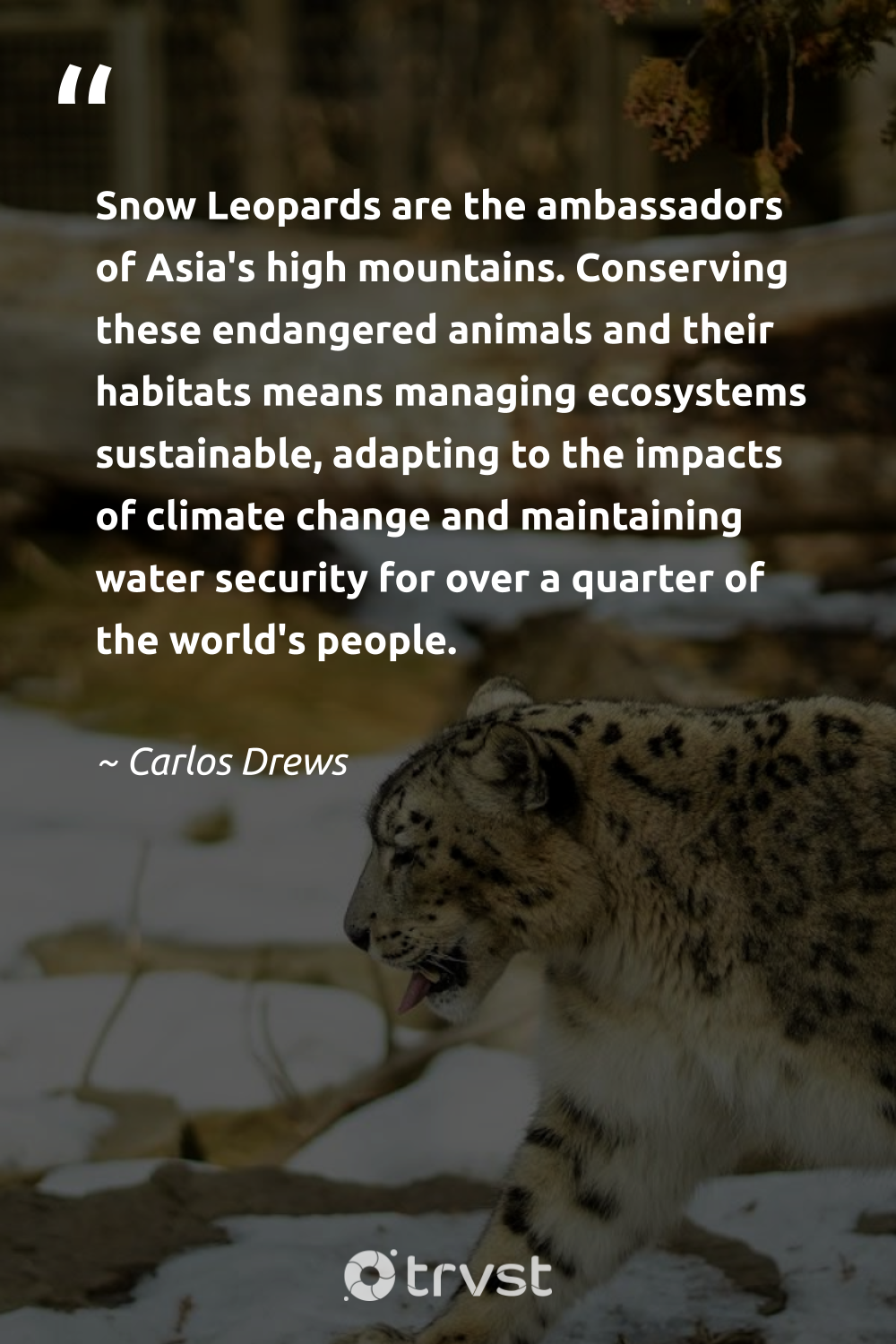 43 Leopard Quotes & Inspirational Leopard Sayings (2025)