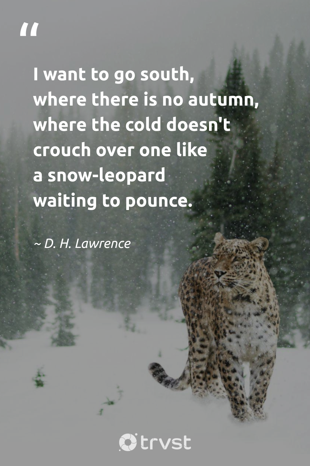 43 Leopard Quotes & Inspirational Leopard Sayings (2025)