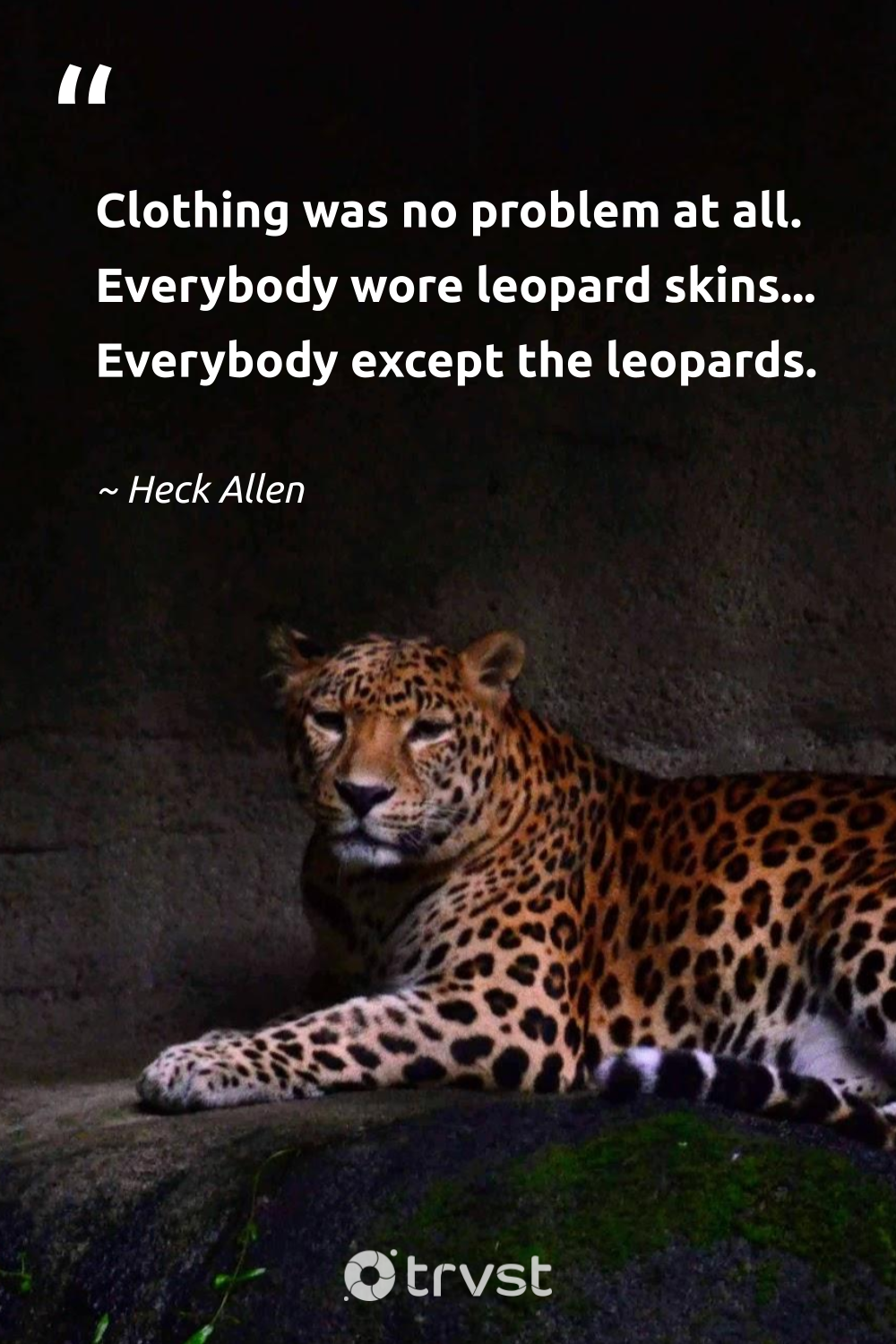 43 Leopard Quotes & Inspirational Leopard Sayings (2024)