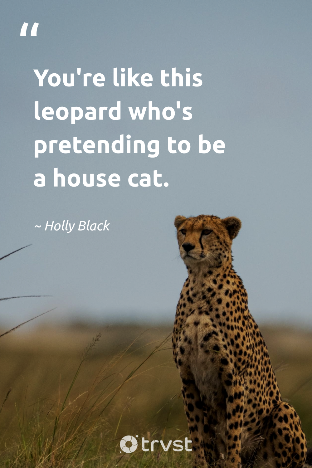 43 Leopard Quotes & Inspirational Leopard Sayings (2024)