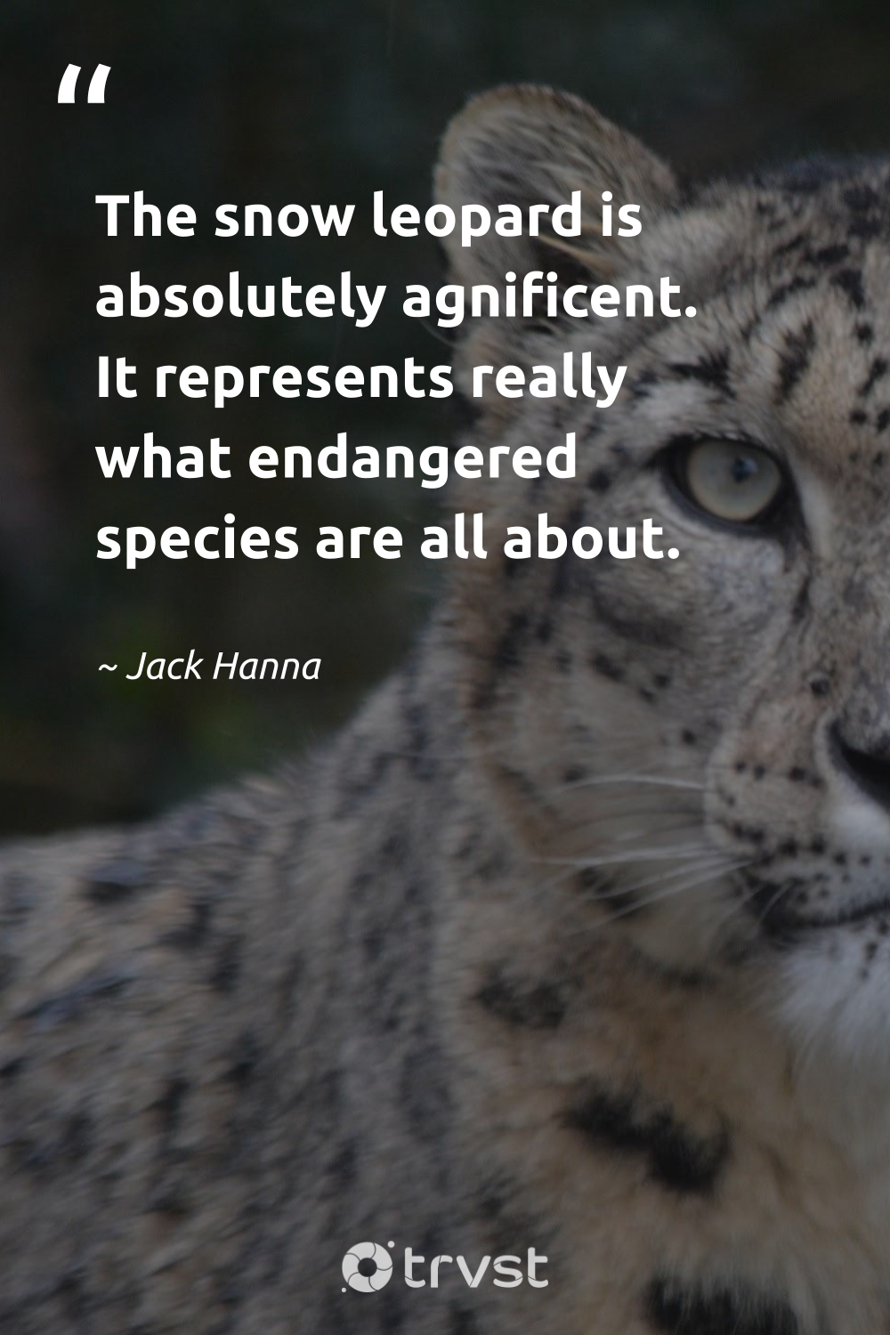 43 Leopard Quotes & Inspirational Leopard Sayings (2025)