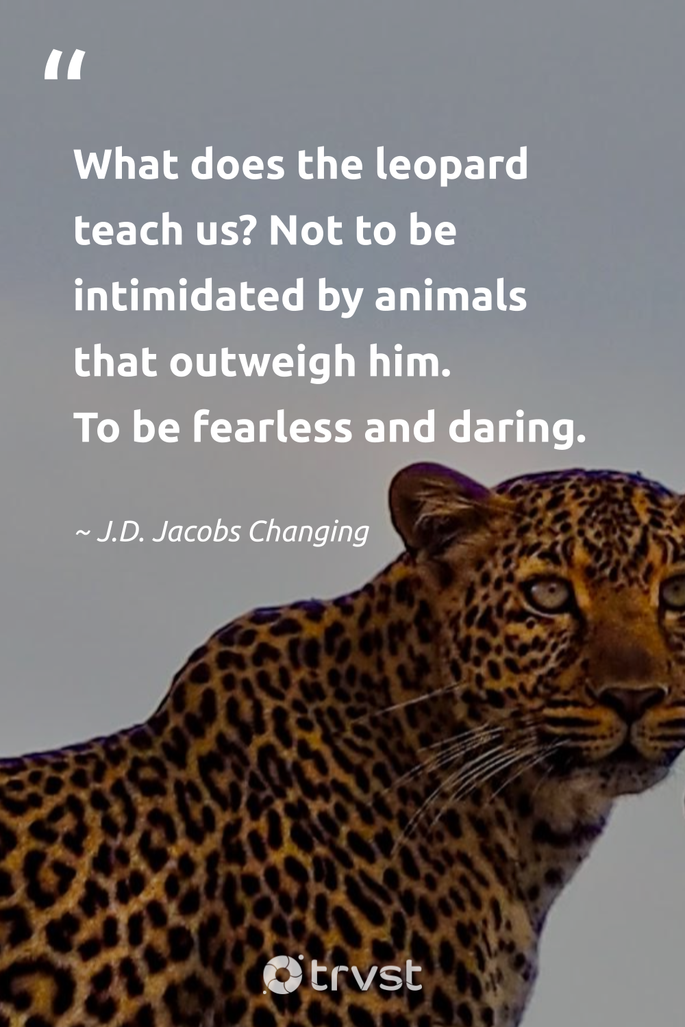 43 Leopard Quotes & Inspirational Leopard Sayings (2025)