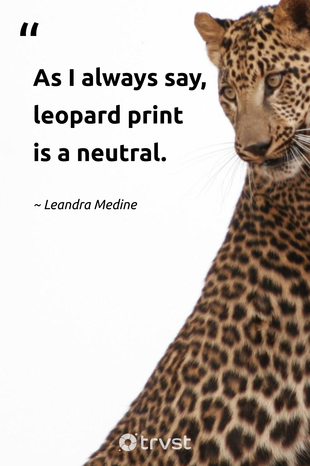 43 Leopard Quotes & Inspirational Leopard Sayings (2024)