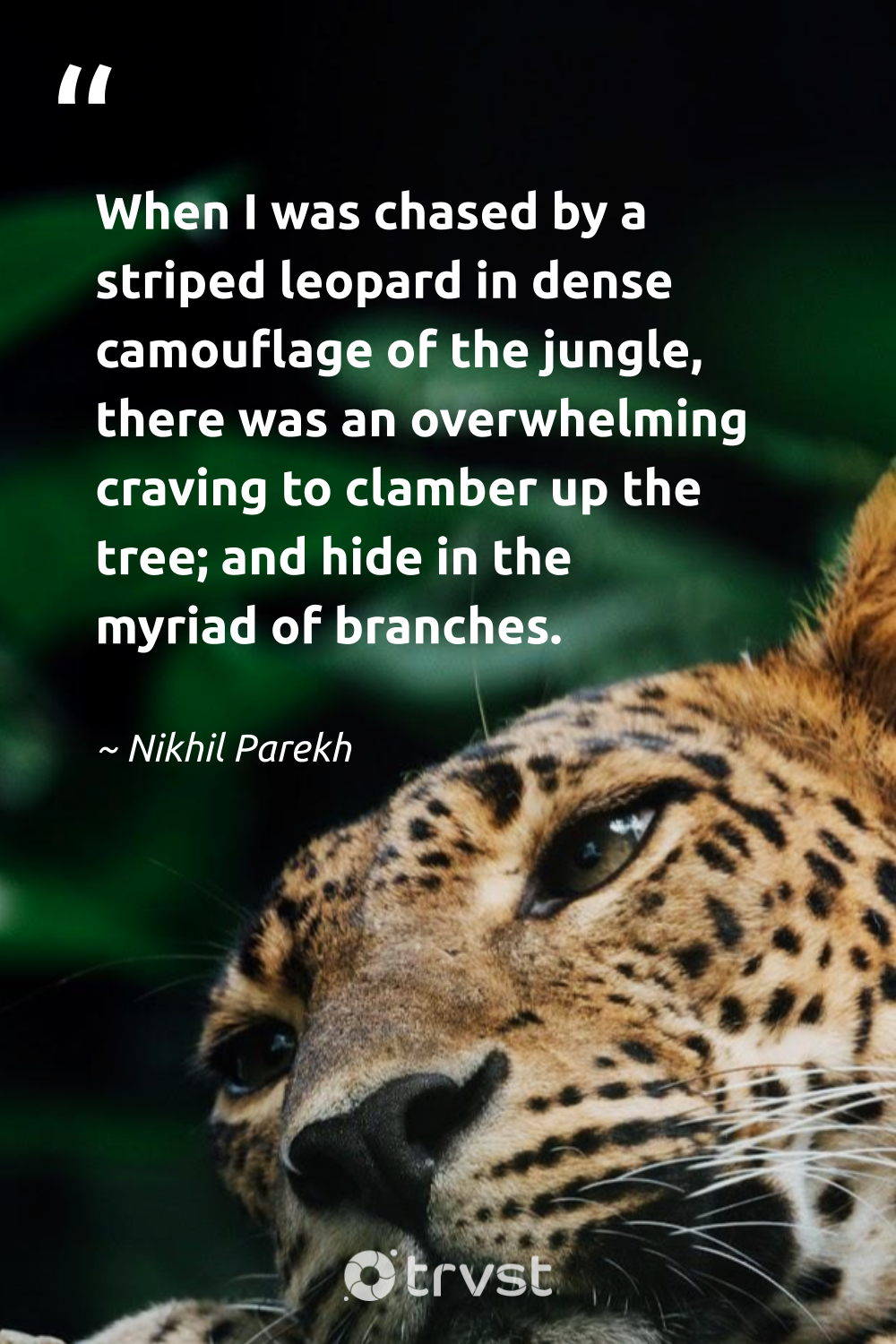 43 Leopard Quotes & Inspirational Leopard Sayings (2025)
