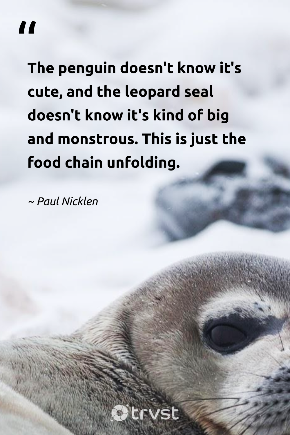 43 Leopard Quotes & Inspirational Leopard Sayings (2025)