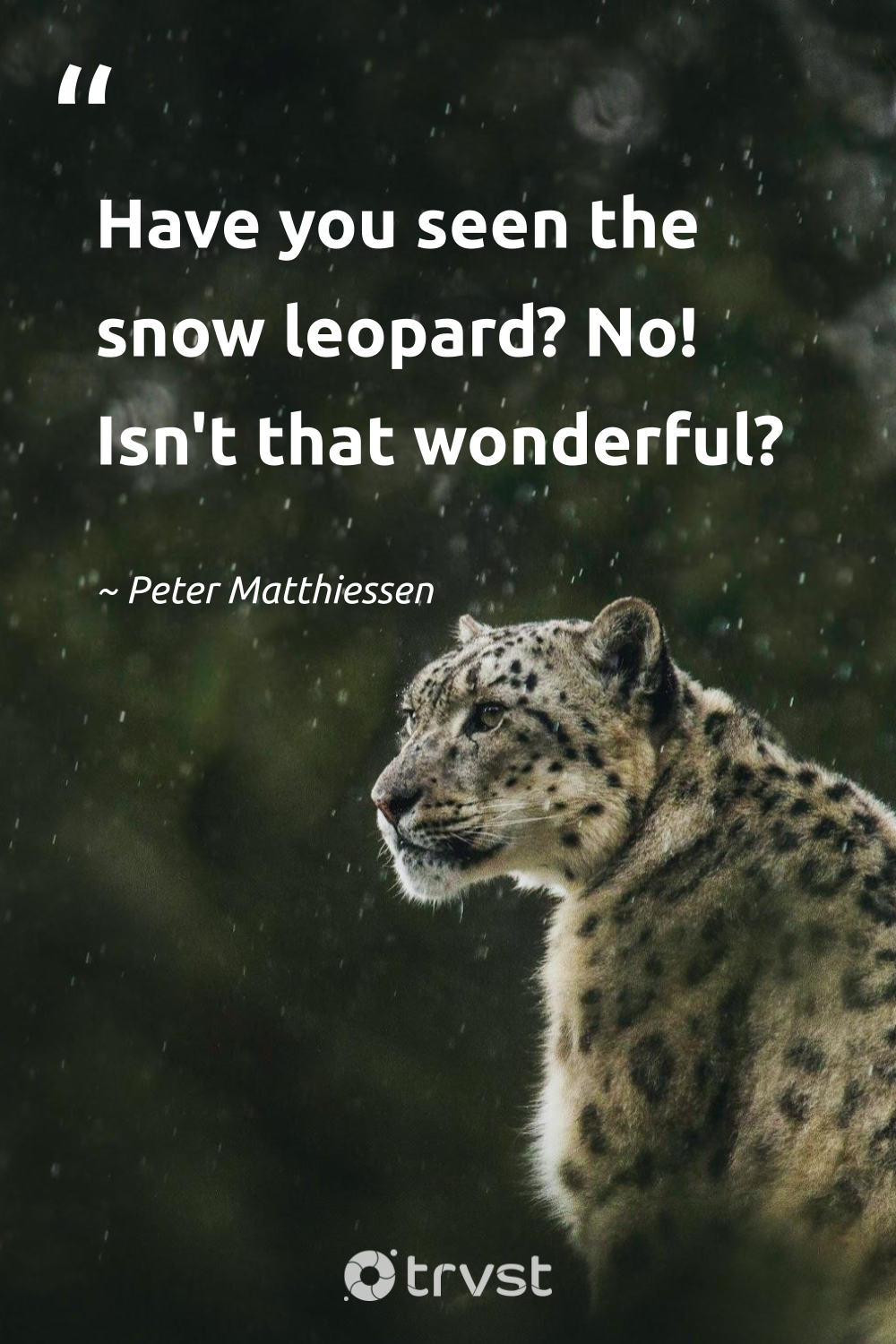 43 Leopard Quotes & Inspirational Leopard Sayings (2025)