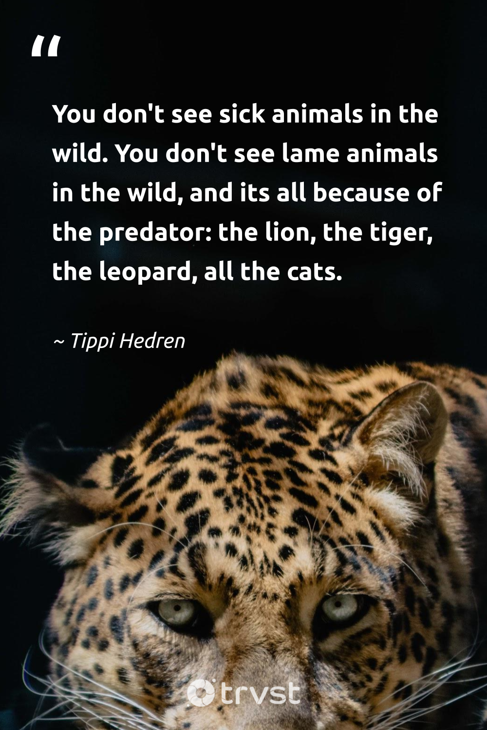 43 Leopard Quotes & Inspirational Leopard Sayings (2025)