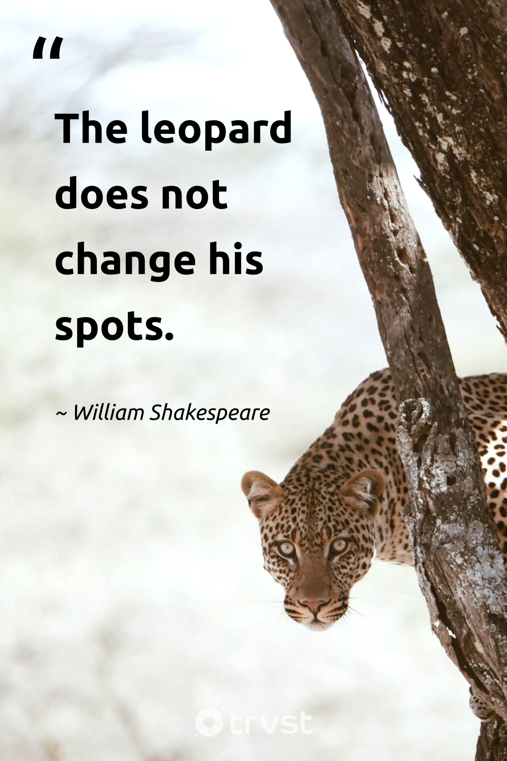 43 Leopard Quotes & Inspirational Leopard Sayings (2025)