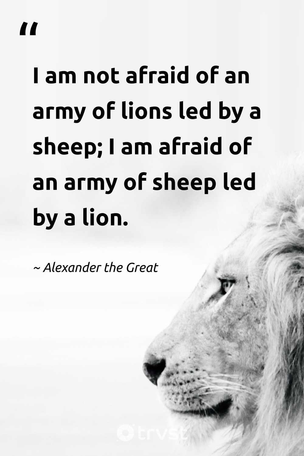 53 Lion Quotes Full Of Courage And Fearless Motivation (2025)