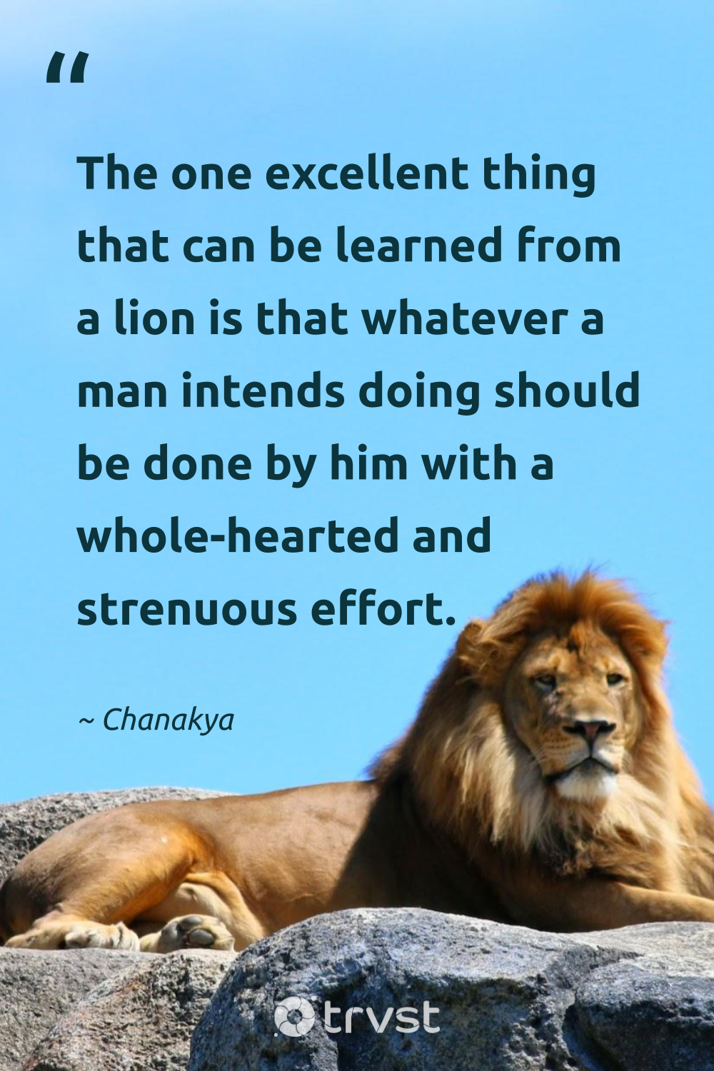 53 Lion Quotes Full Of Courage And Fearless Motivation (2025)