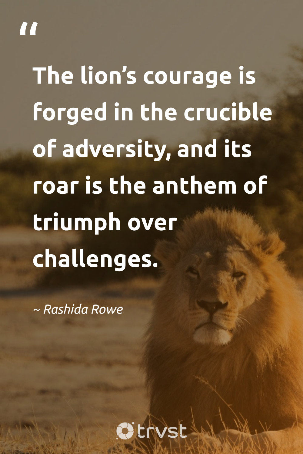 53 Lion Quotes Full Of Courage And Fearless Motivation (2025)