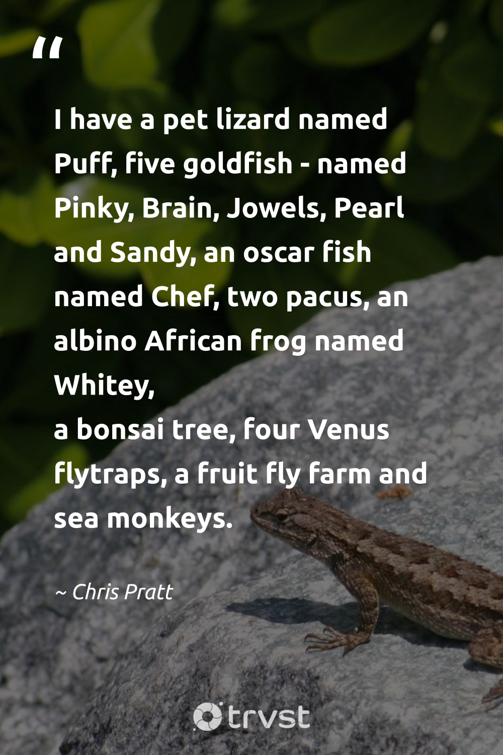 20 Lizard Quotes About The Ancient Adaptable Reptiles