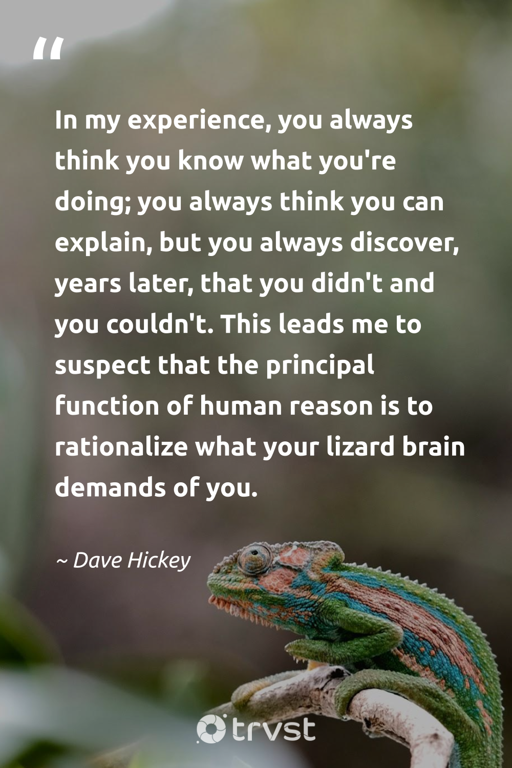 20 Lizard Quotes About The Ancient Adaptable Reptiles