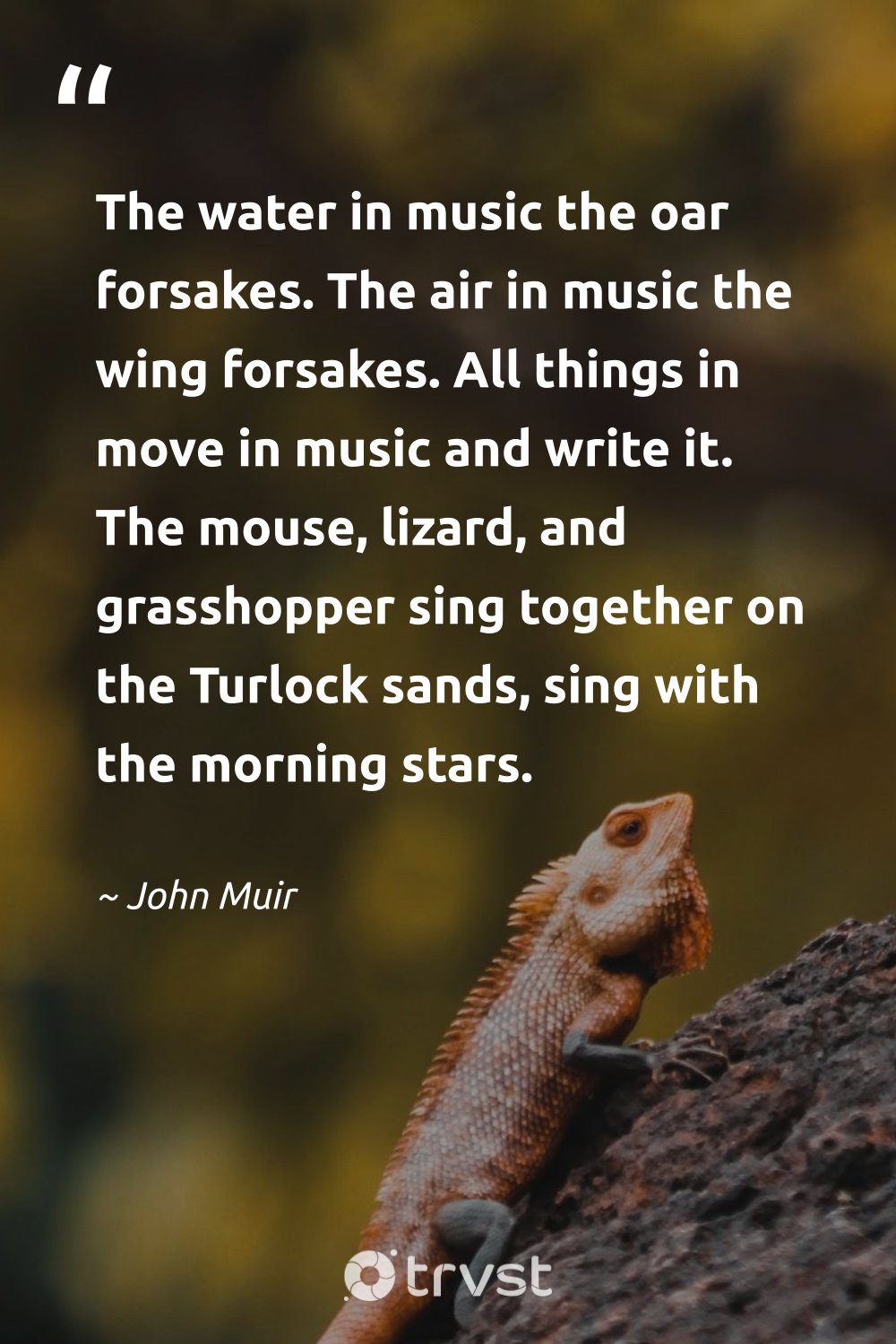 20 Lizard Quotes About The Ancient Adaptable Reptiles