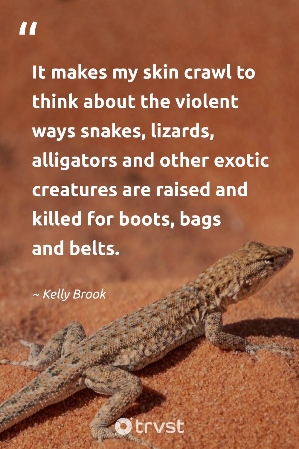 20 Lizard Quotes About The Ancient Adaptable Reptiles