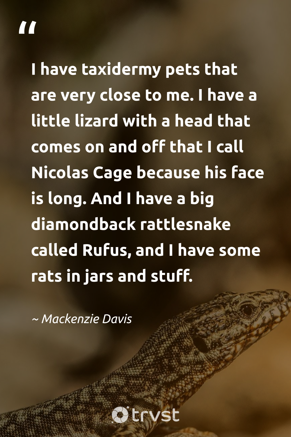 20 Lizard Quotes About The Ancient Adaptable Reptiles