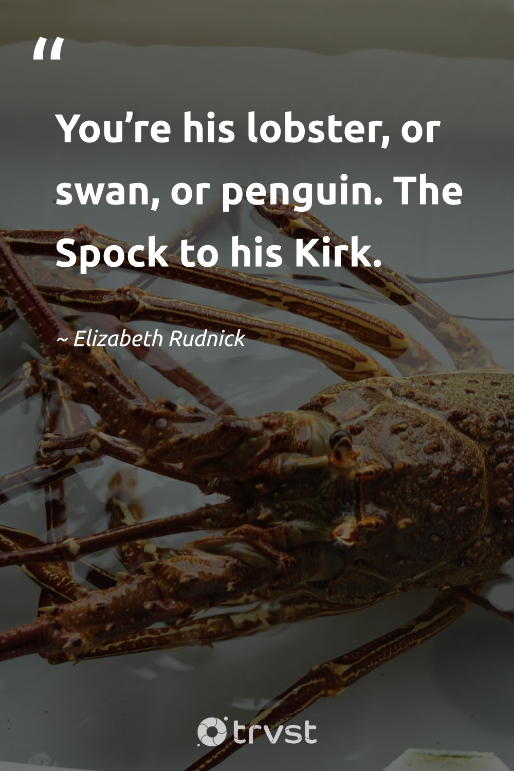 30 Lobster Quotes About The Famous Crustaceans