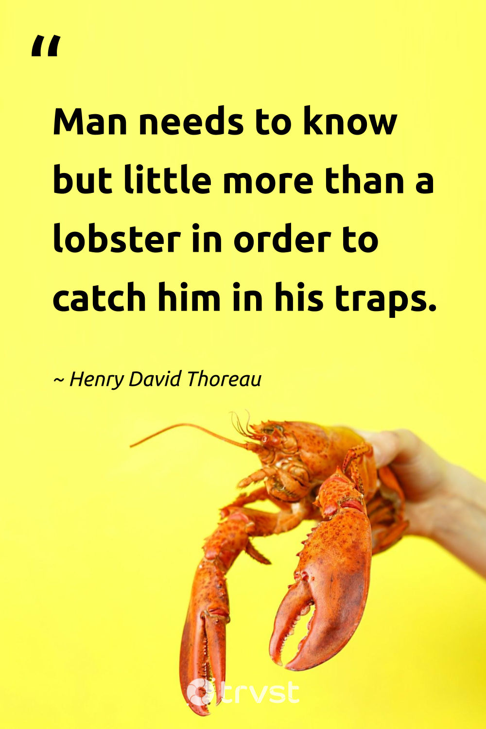 30 Lobster Quotes About The Famous Crustaceans