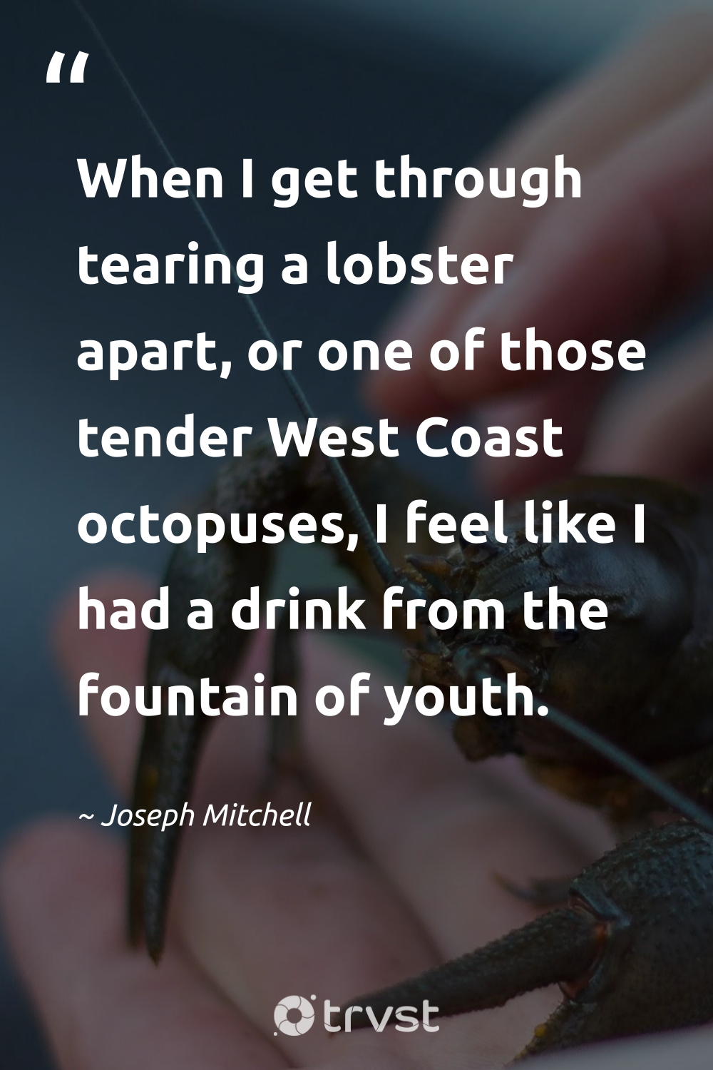 30 Lobster Quotes About The Famous Crustaceans