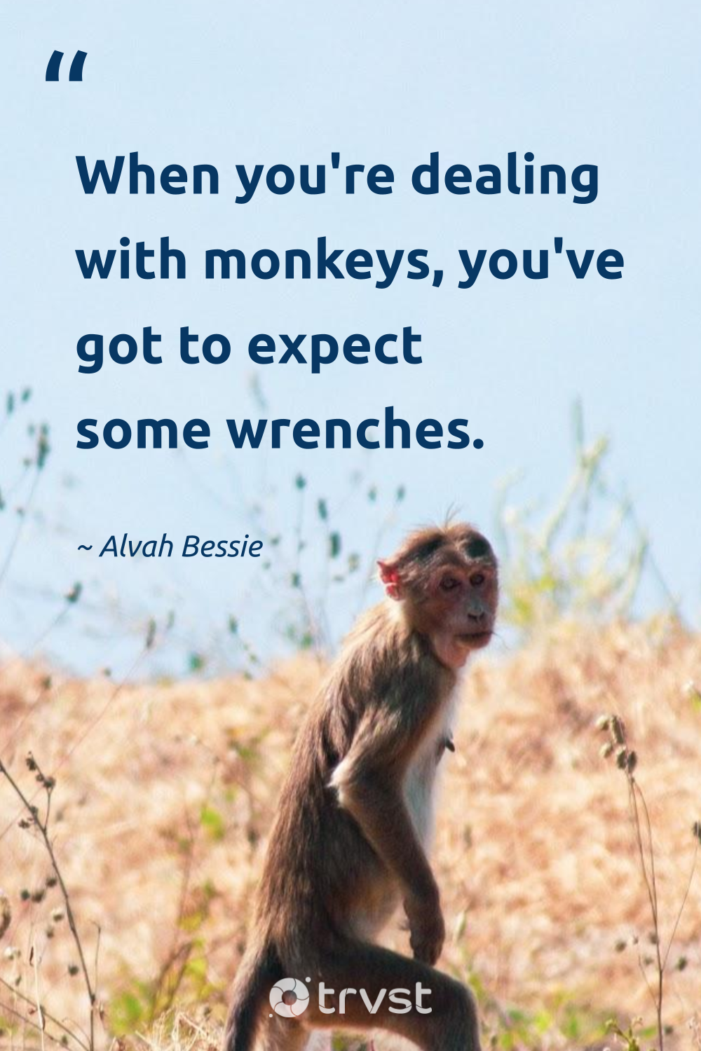 39 Monkey Quotes Full Of Primate Wisdom