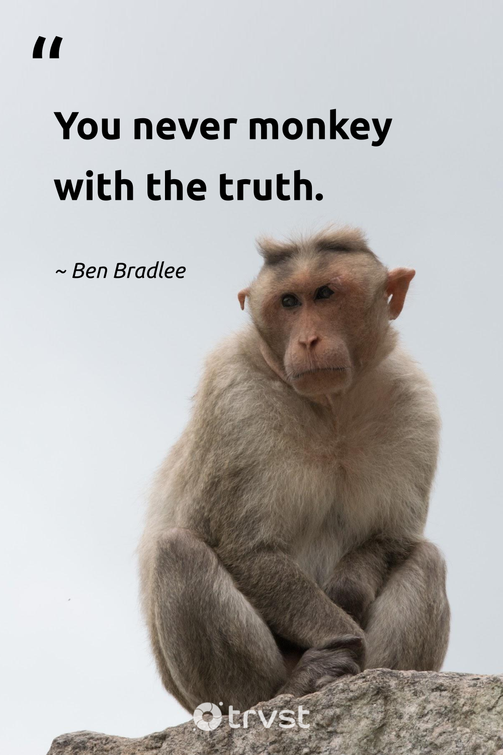 39 Monkey Quotes Full Of Primate Wisdom