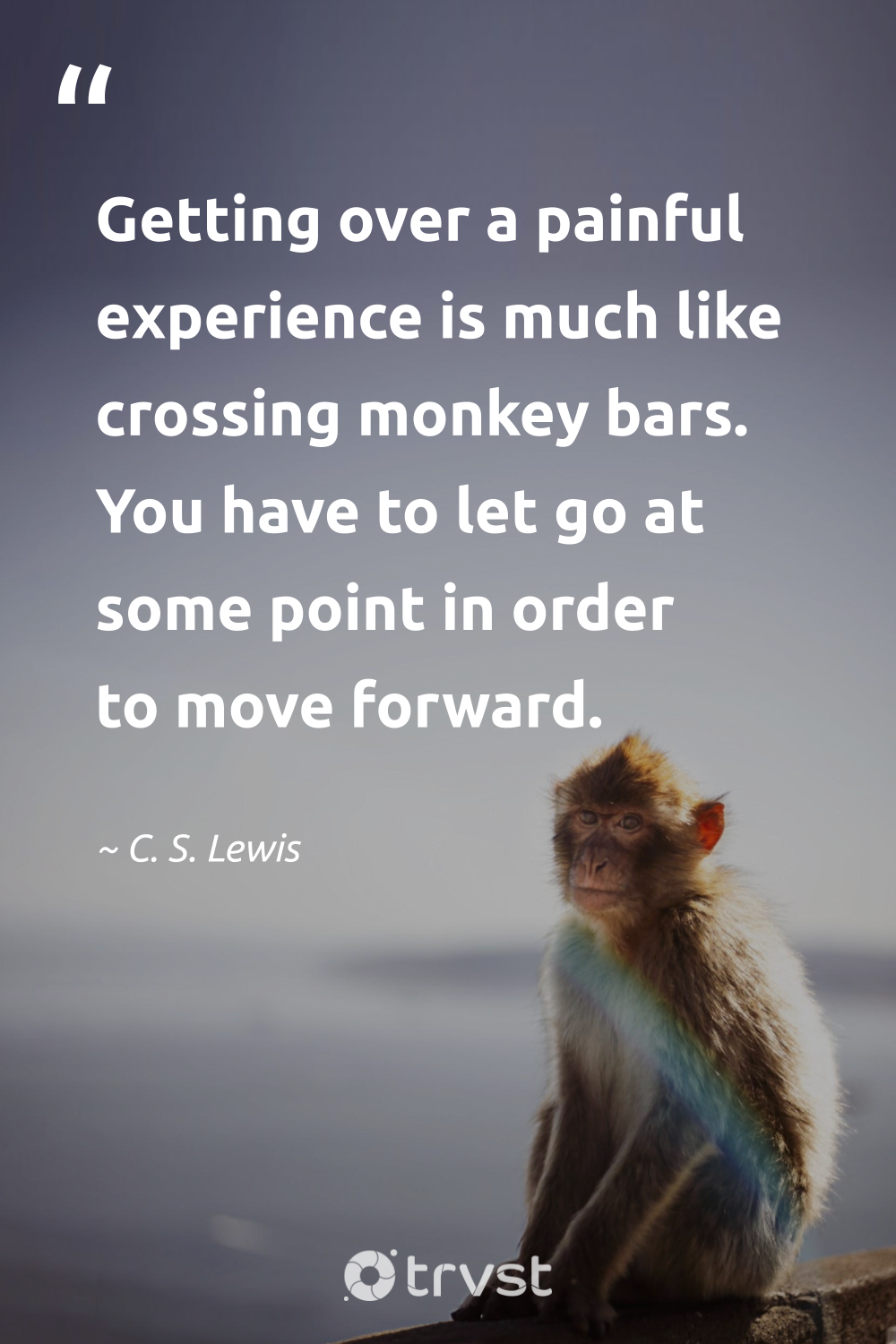 39 Monkey Quotes Full Of Primate Wisdom