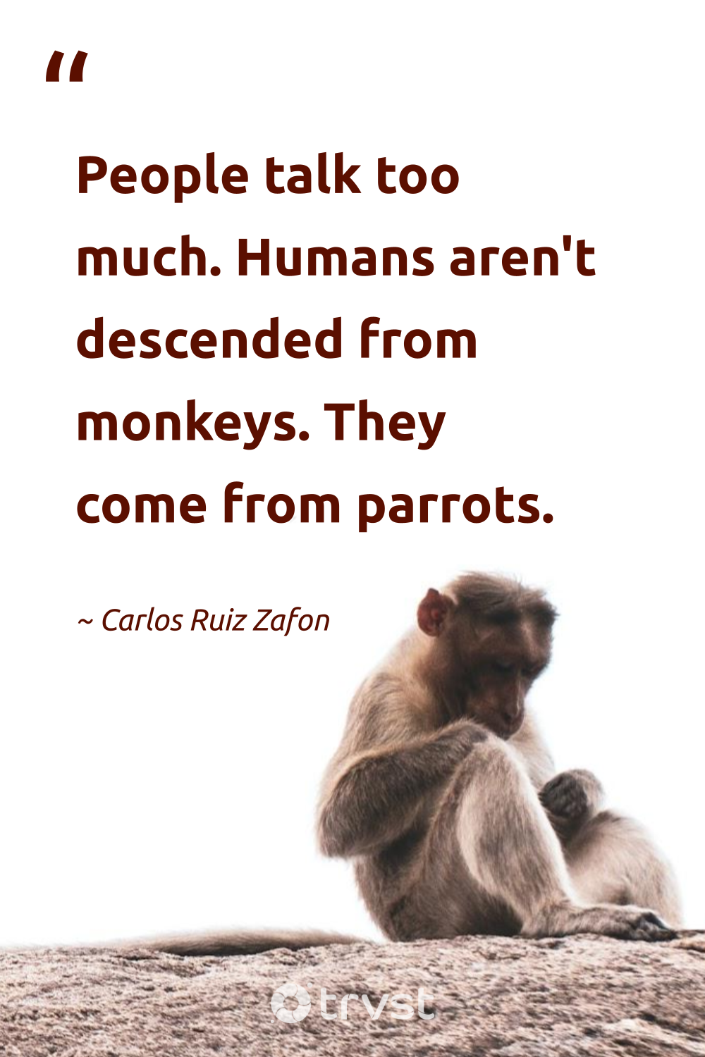 39 Monkey Quotes Full Of Primate Wisdom