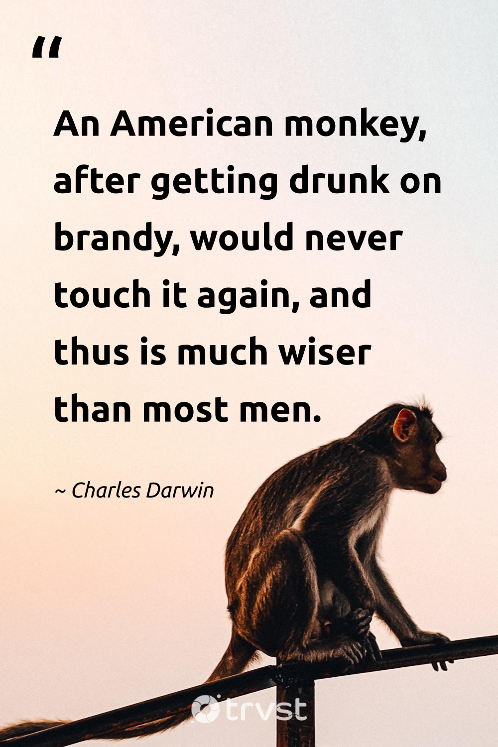 39 Monkey Quotes Full Of Primate Wisdom