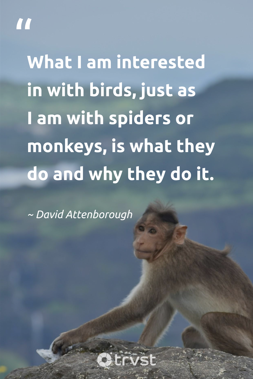 39 Monkey Quotes Full Of Primate Wisdom
