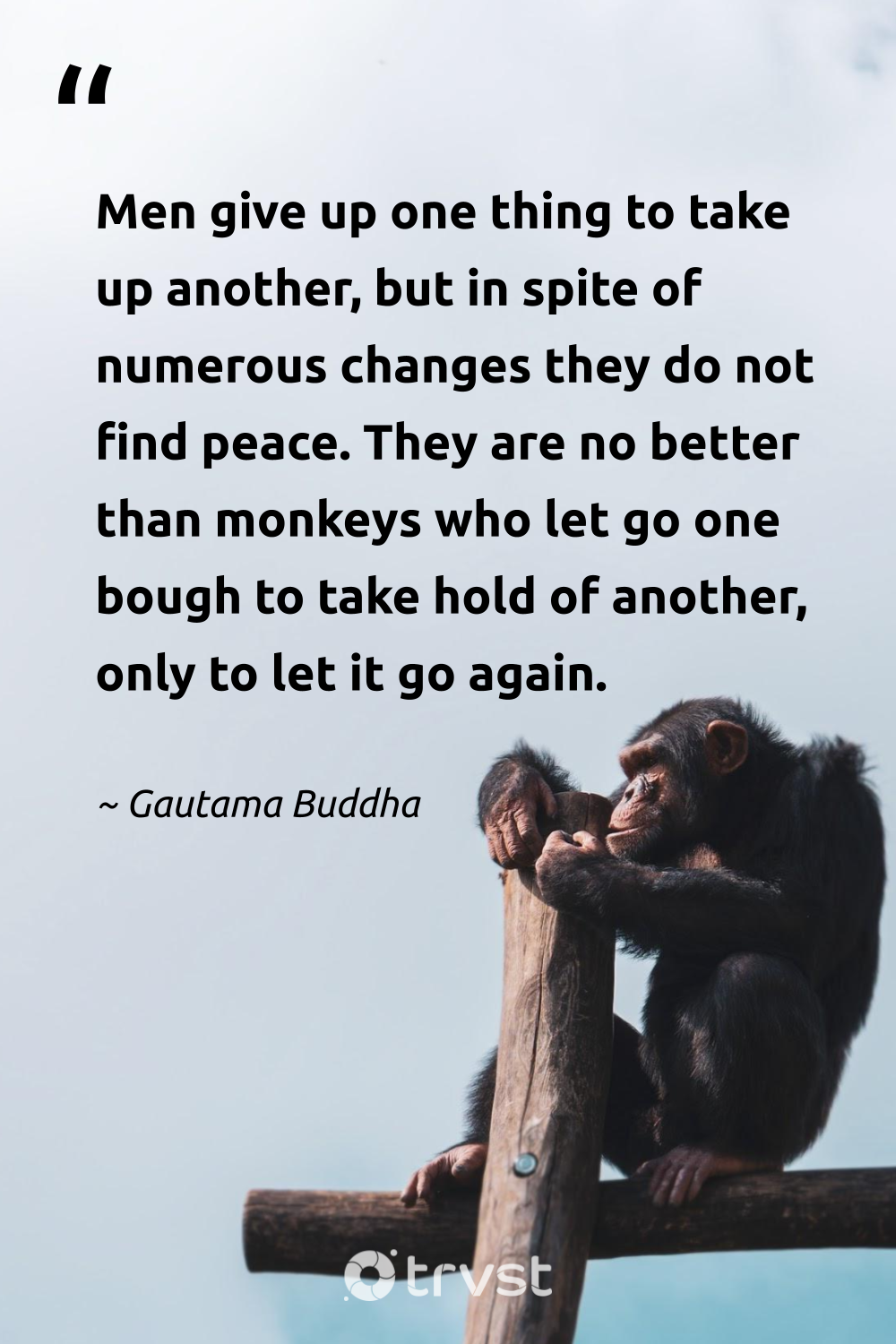 39 Monkey Quotes Full Of Primate Wisdom
