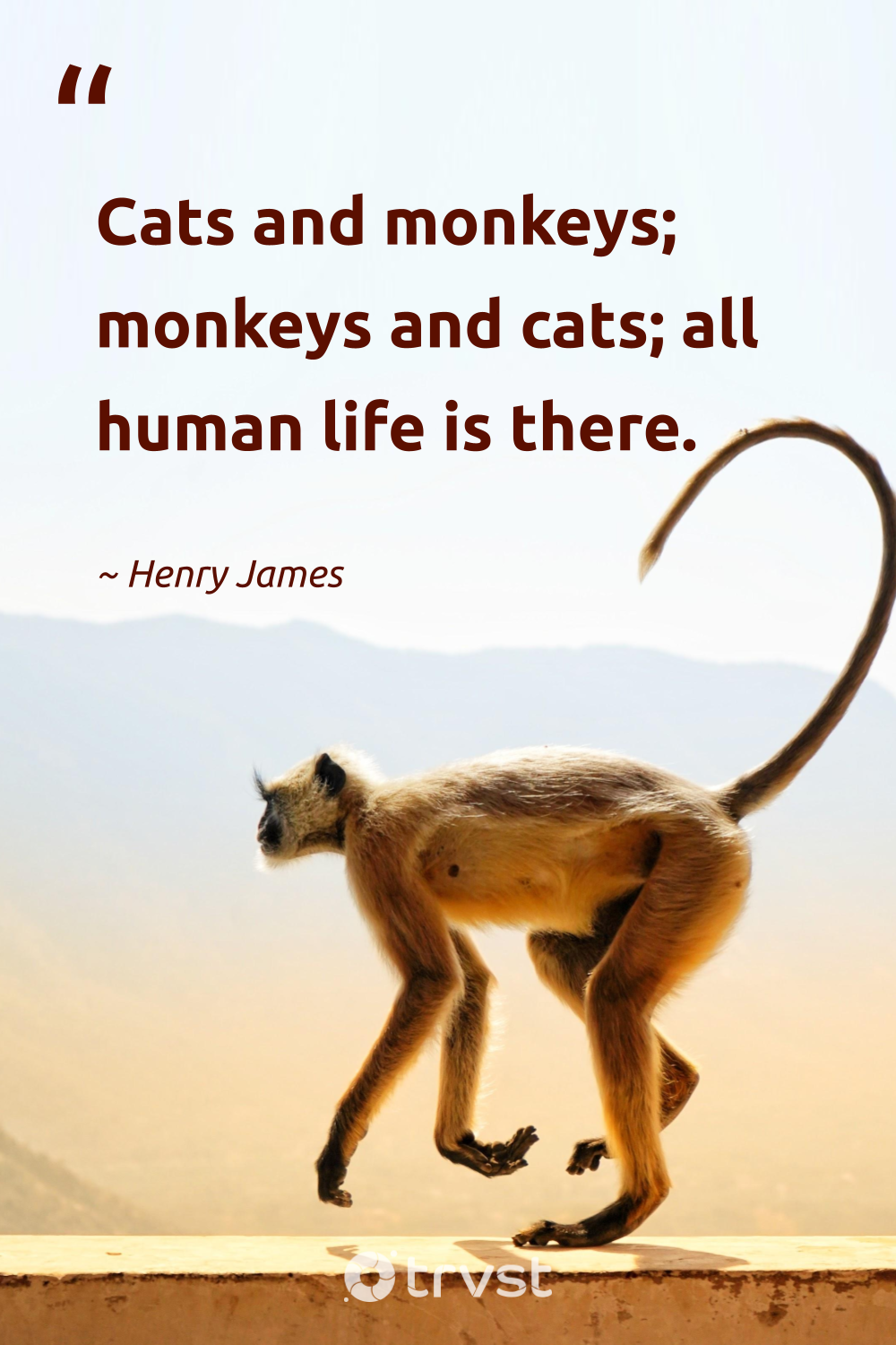 39 Monkey Quotes Full Of Primate Wisdom