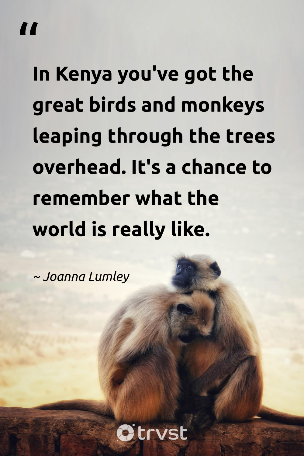 39 Monkey Quotes Full Of Primate Wisdom