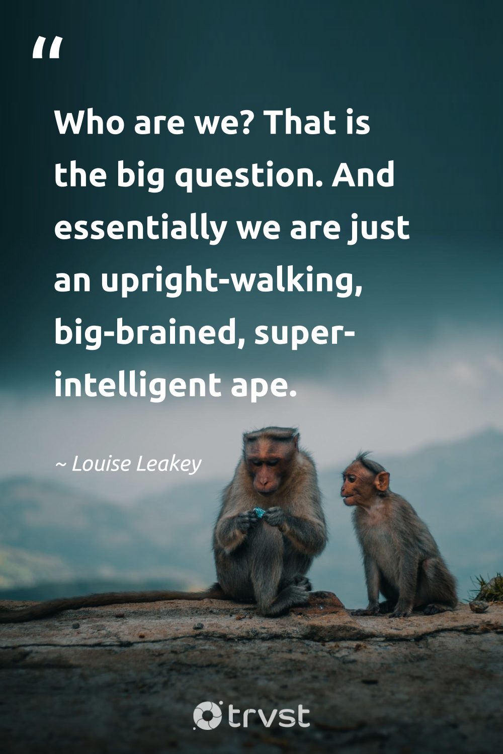 39 Monkey Quotes Full Of Primate Wisdom