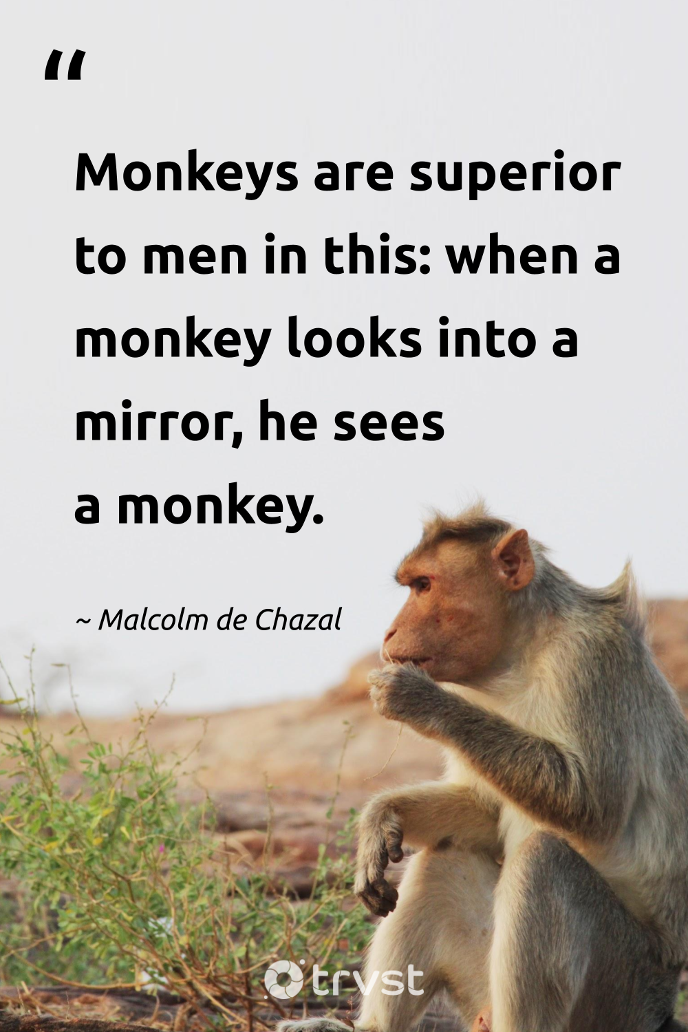 39 Monkey Quotes Full Of Primate Wisdom