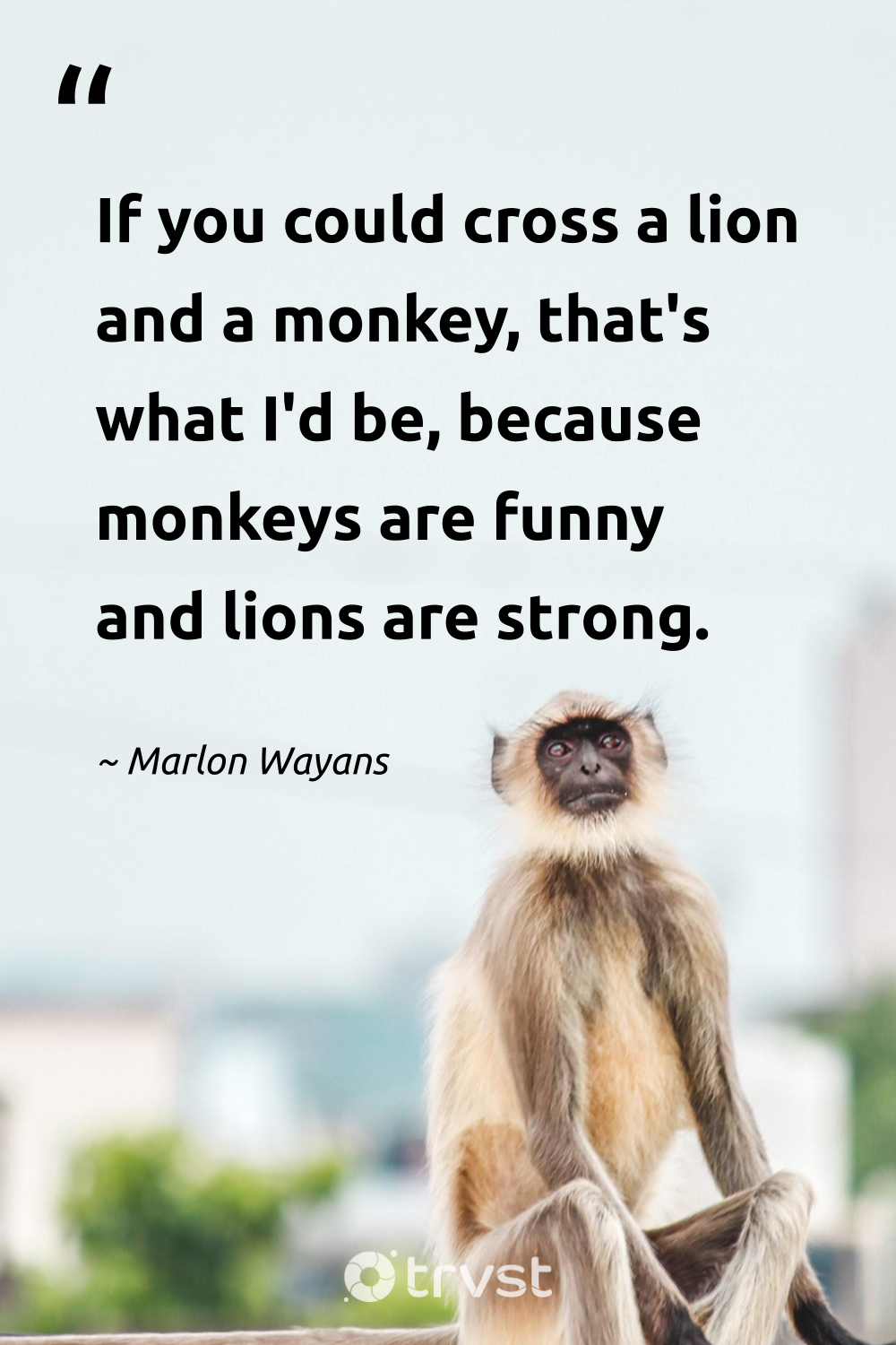 39 Monkey Quotes Full Of Primate Wisdom