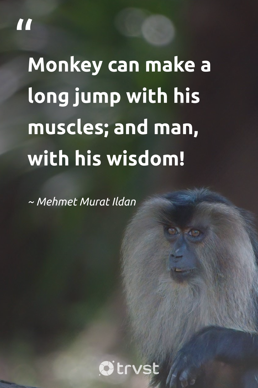 39 Monkey Quotes Full Of Primate Wisdom