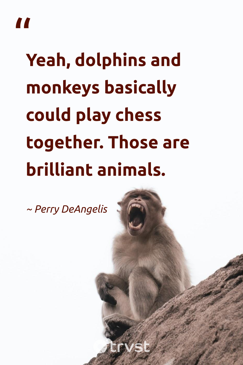 39 Monkey Quotes Full Of Primate Wisdom