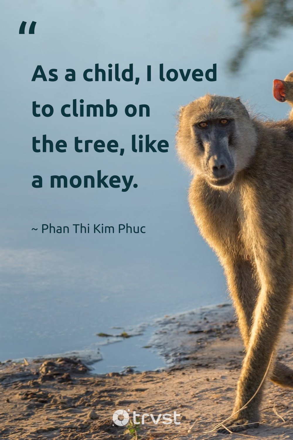 39 Monkey Quotes Full Of Primate Wisdom
