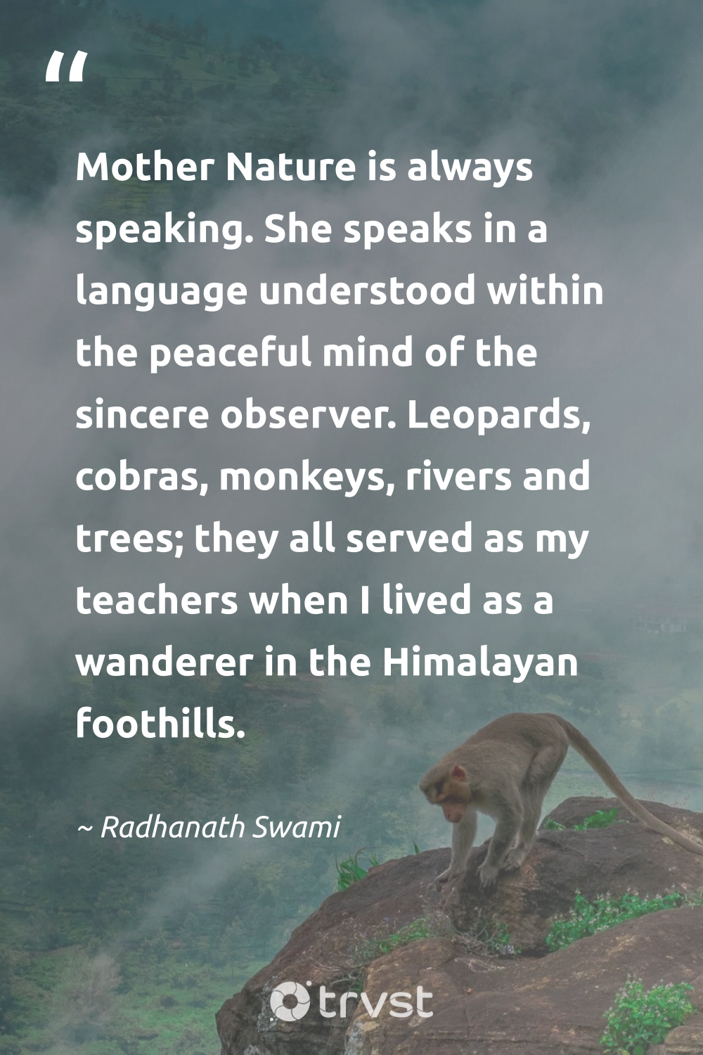 39 Monkey Quotes Full Of Primate Wisdom